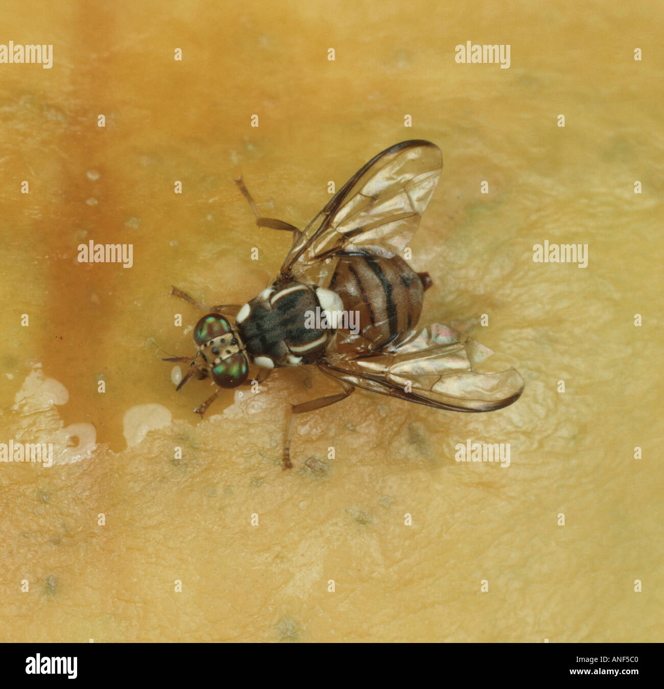 Dacus High Resolution Stock Photography and Images - Alamy