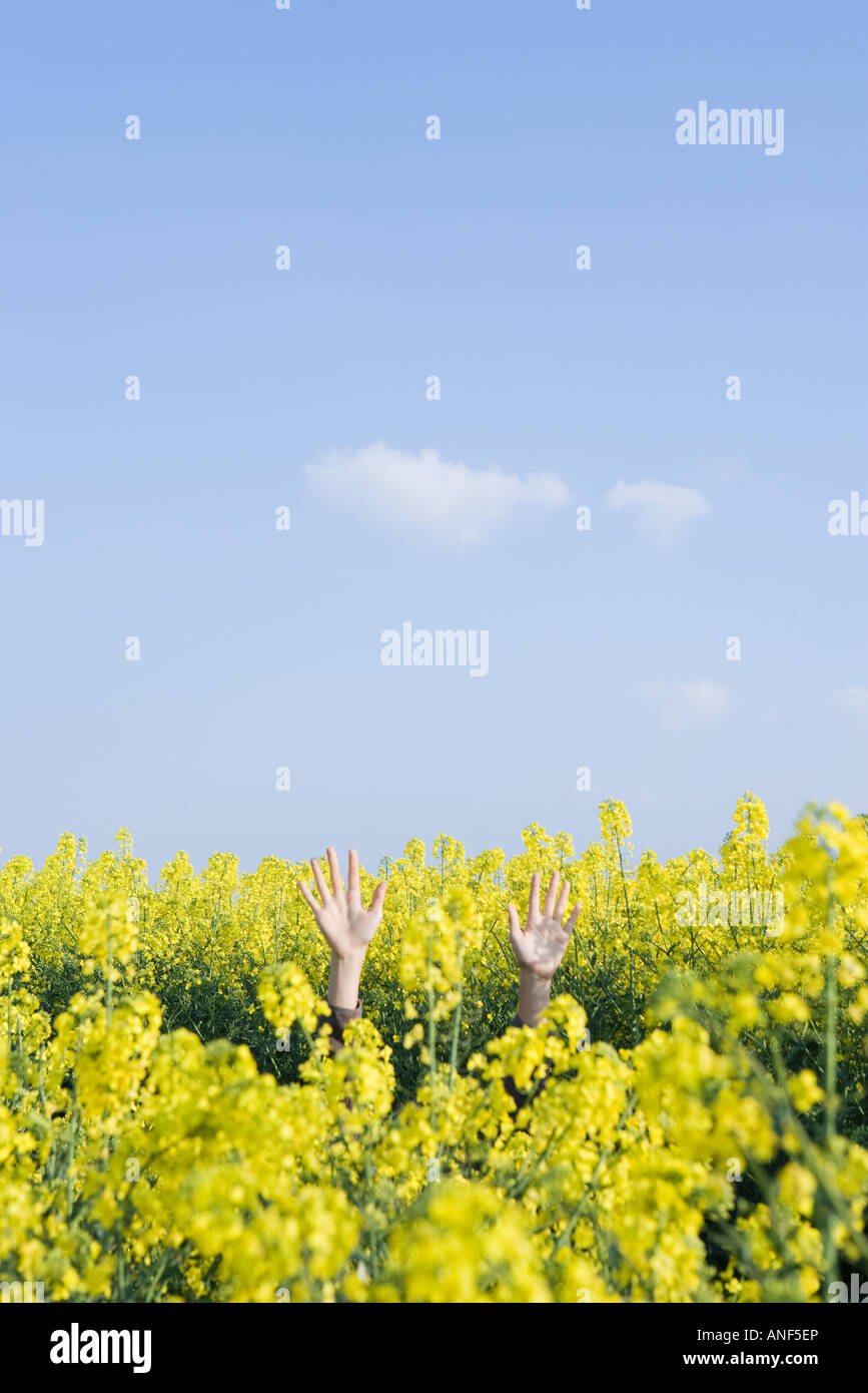 Hands emerging from field of canola Stock Photo - Alamy