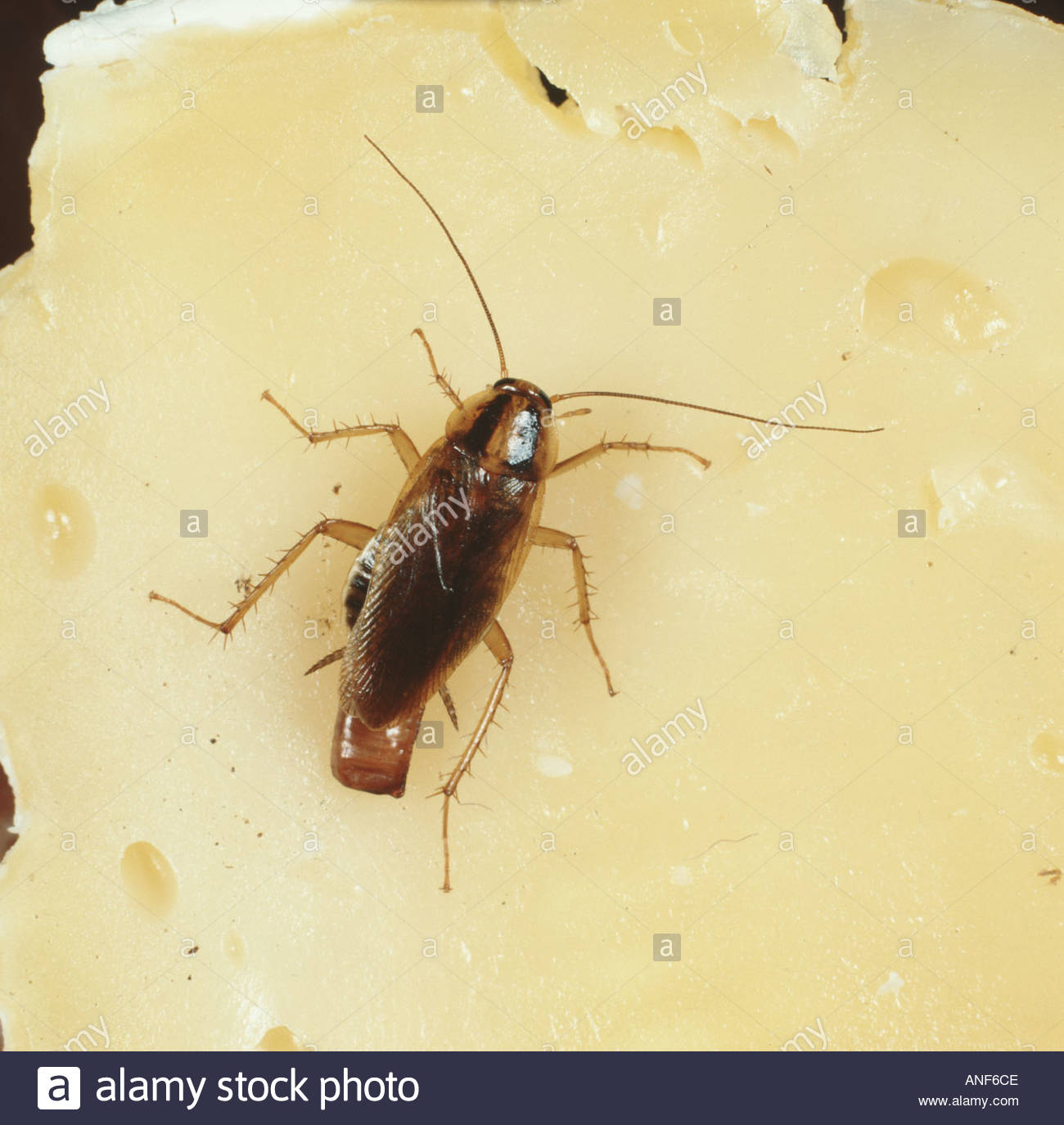 Cockroach Kitchen Stock Photos & Cockroach Kitchen Stock Images - Alamy