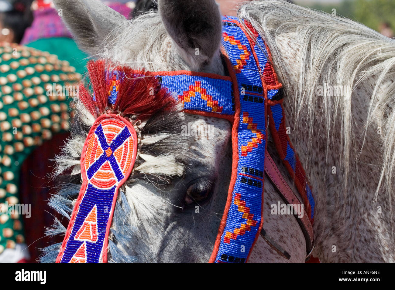 Crow Fair Indian Native American Stock Photos & Crow Fair Indian Native ...