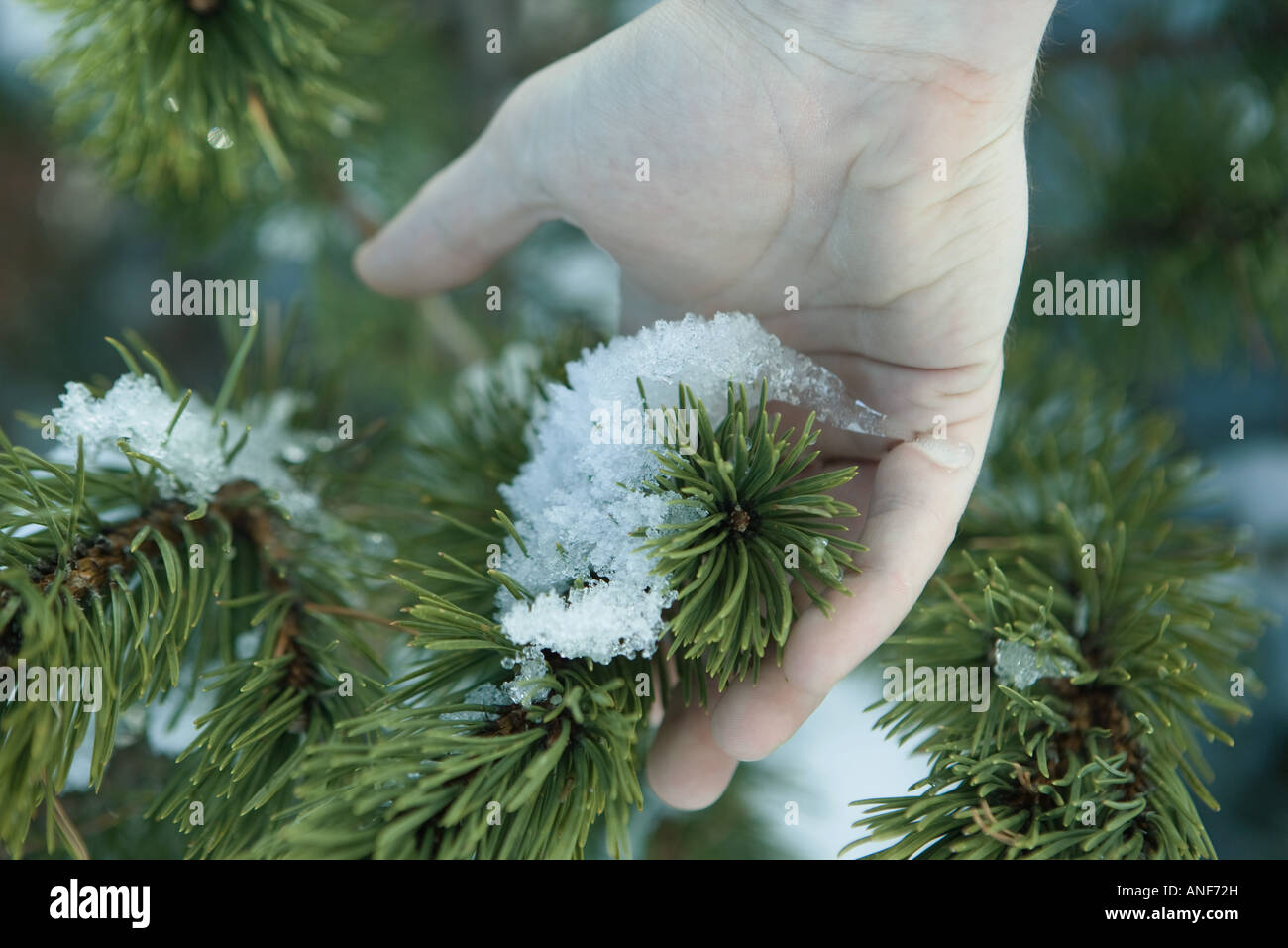 Hand touching snow on pine branch Stock Photo - Alamy