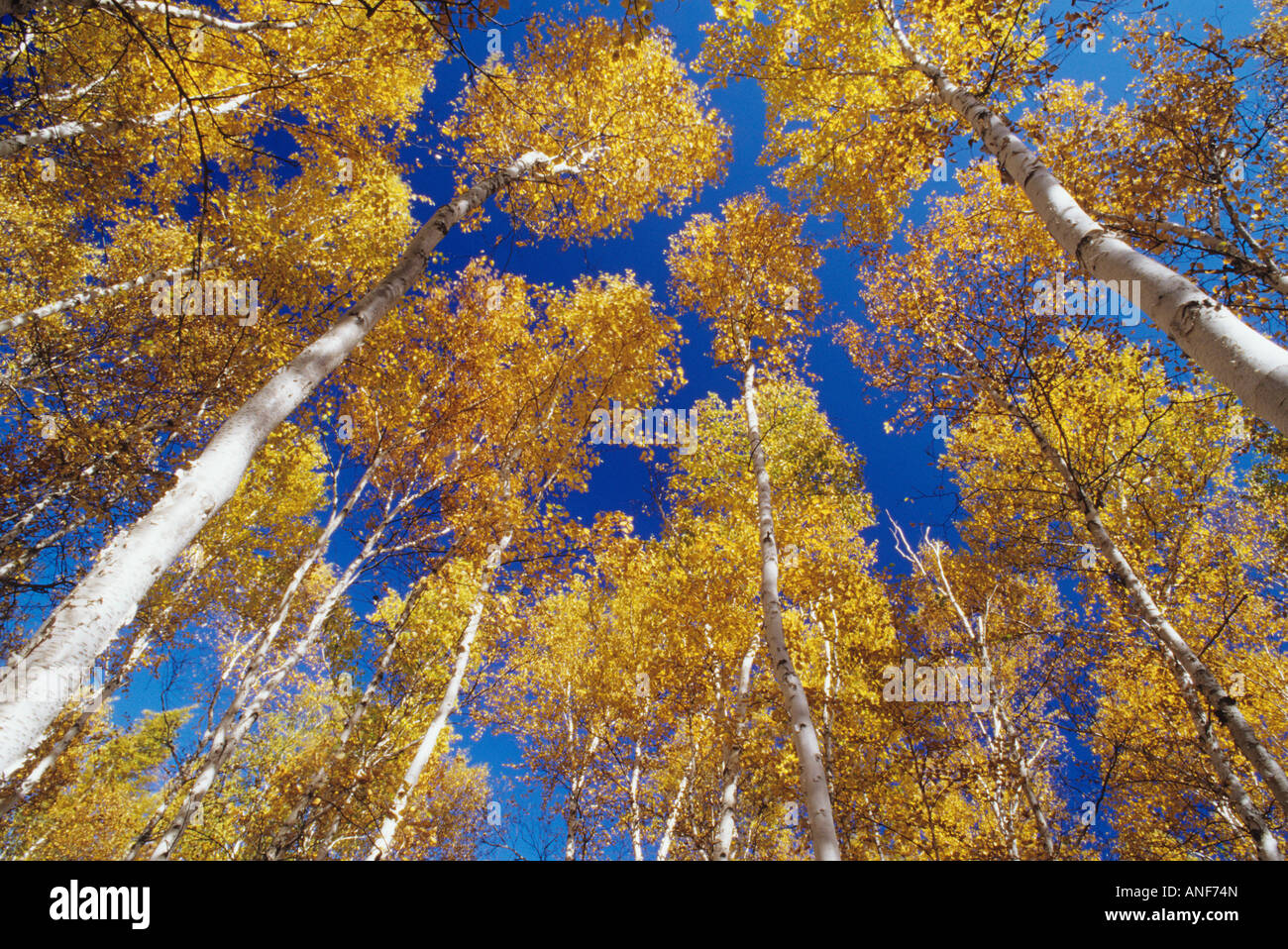 Great lakes st lawrence forest hi-res stock photography and images - Alamy