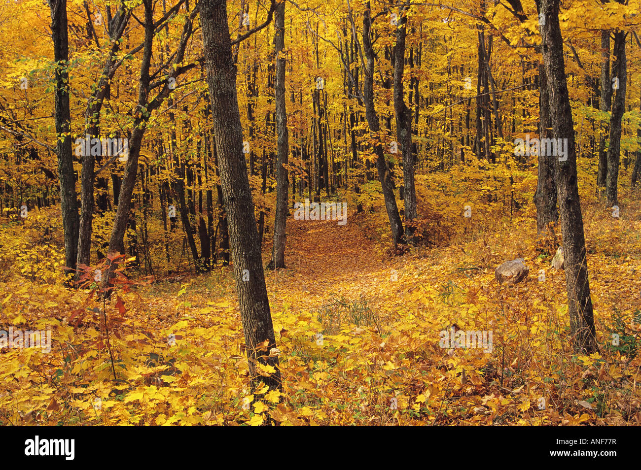 Autumn scenic Muskoka area, Haliburton, Ontario, Canada Stock Photo - Alamy