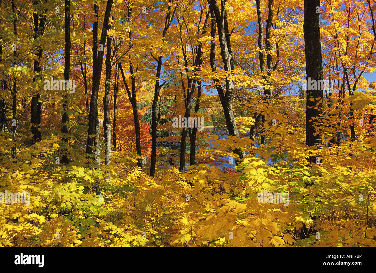 Fall colors in Gatineau Park, Quebec, Canada Stock Photo - Alamy