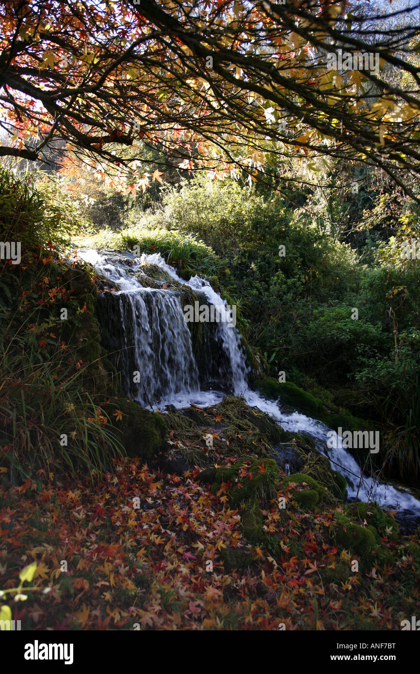 Little Bredy - An Autumn splash of vibrant colour from a Maple by the ...