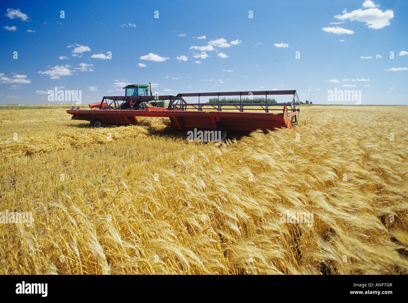 Swathing malting-6-row-barley, White City, Saskatchewan, Canada Stock ...
