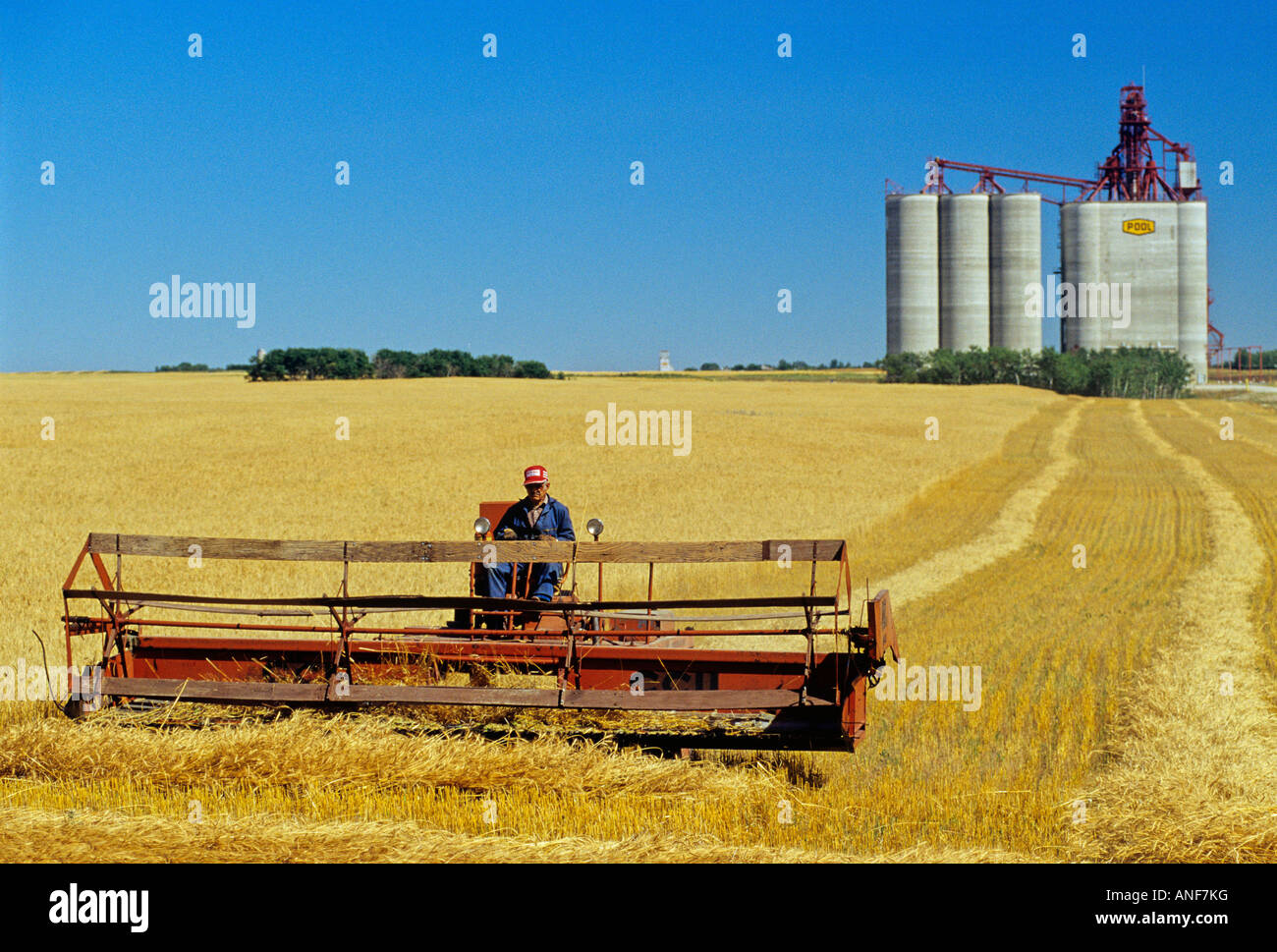 Western red spring wheat hi-res stock photography and images - Alamy