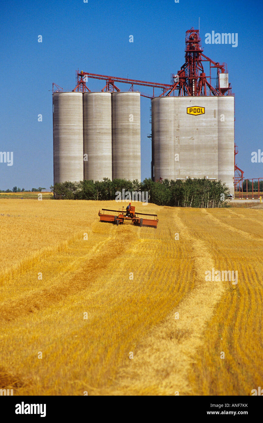 Western red spring wheat hi-res stock photography and images - Alamy