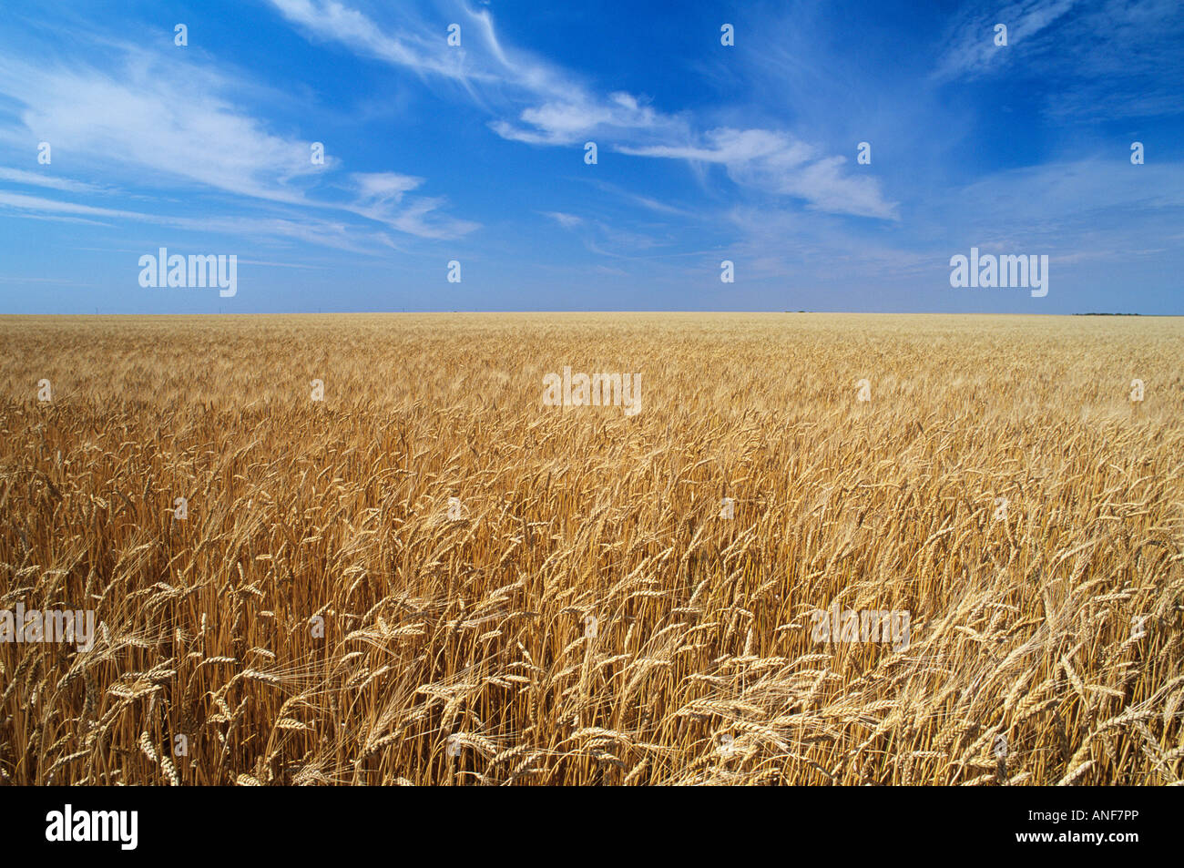 Durum wheat in Weyburn Saskatchewan, Canada Stock Photo - Alamy