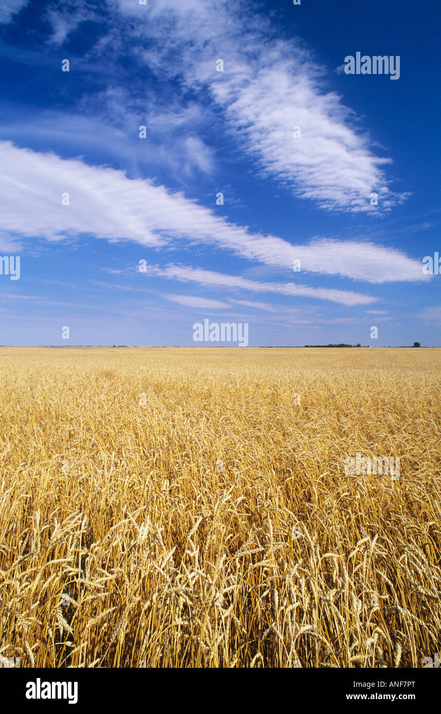 Durum wheat in Weyburn, Saskatchewan, Canada Stock Photo - Alamy
