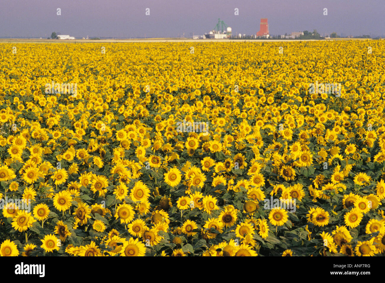 Saskatchewan Landscape Flower High Resolution Stock Photography and ...