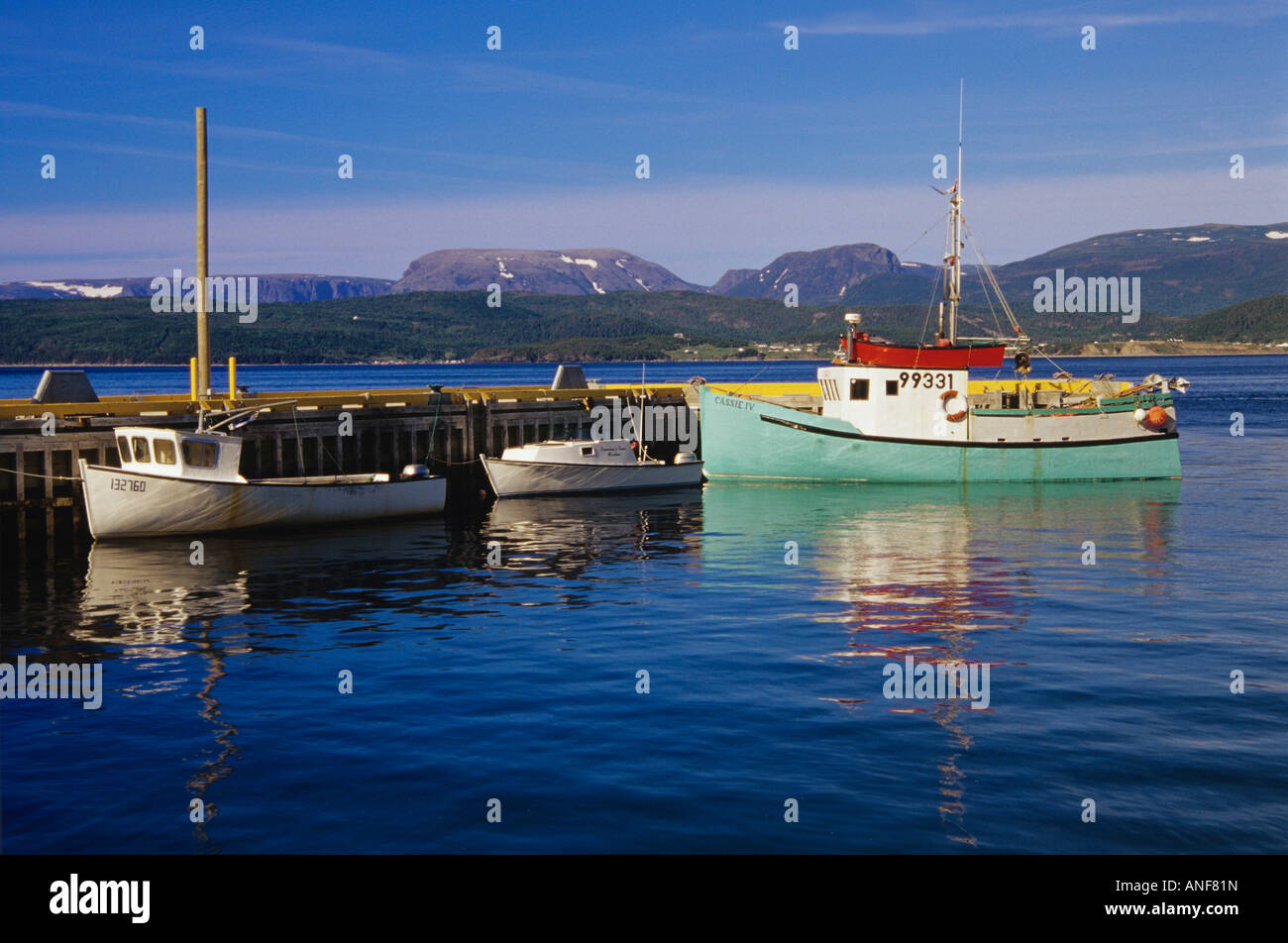 Cow head newfoundland hi-res stock photography and images - Alamy