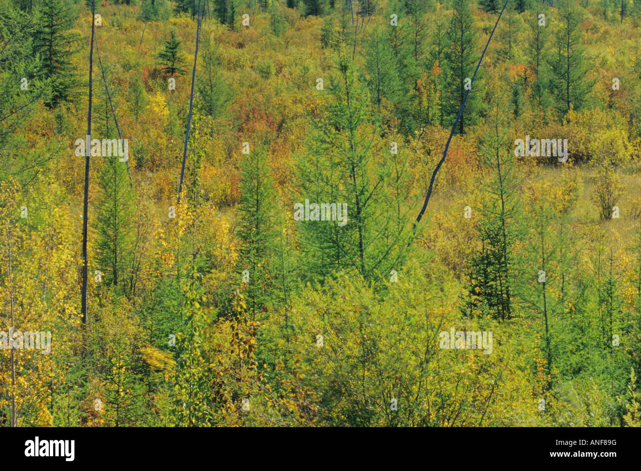 Mackenzie bison sanctuary hi-res stock photography and images - Alamy