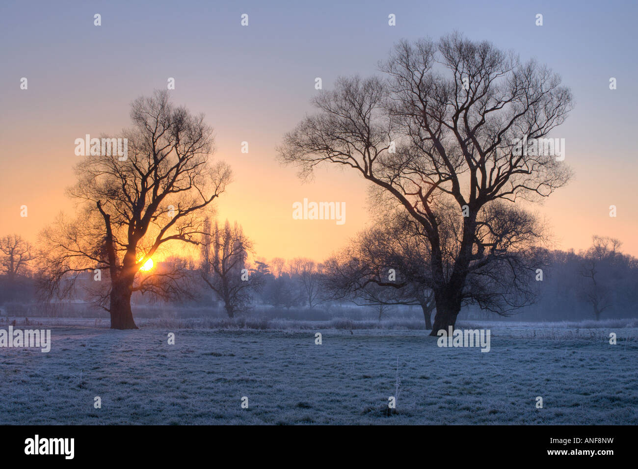 Grantchester water meadows January sunrise, two winter trees standing ...