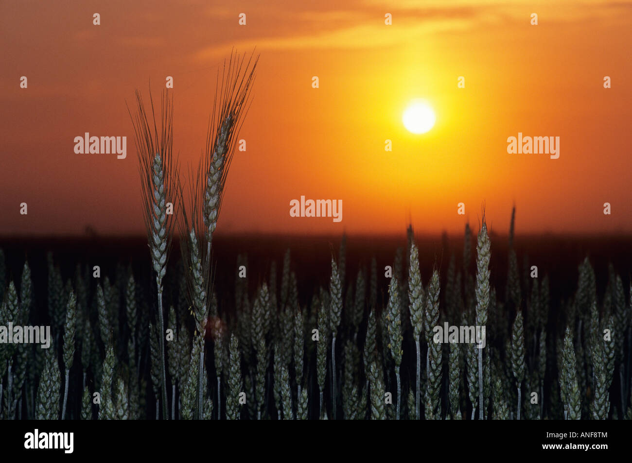 Grain field at sunrise, Treherne, Manitoba, Canada Stock Photo - Alamy