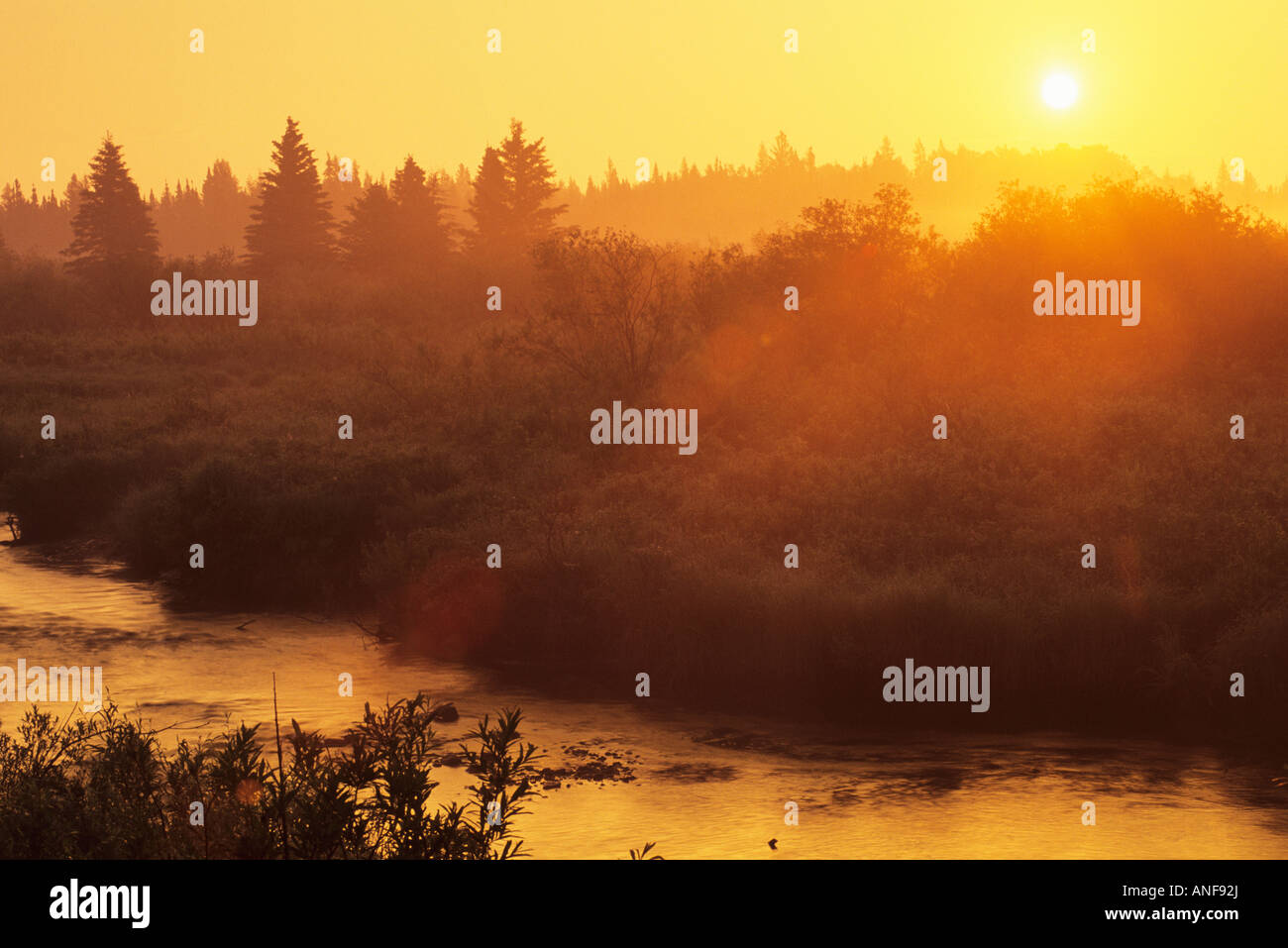 Boreal forest at sunrise, Riding Mountain National Park, Manitoba ...