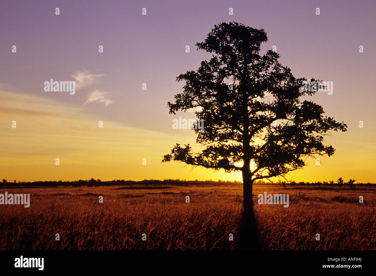 Sunrise over Oaks, Tall Grass Prairie Preserve, Tolstoi, Manitoba ...