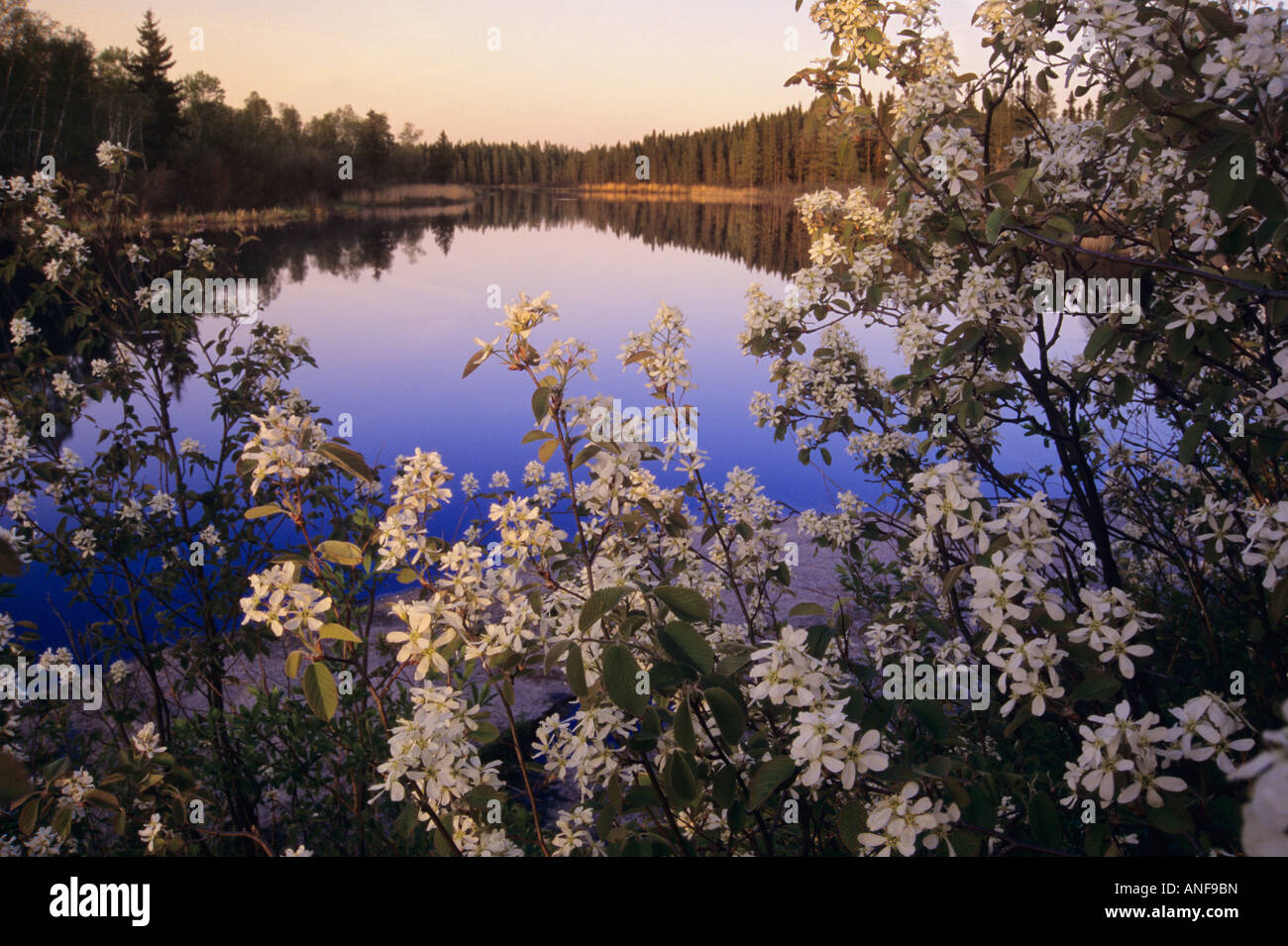 Saskatoon flowers at rainbow falls hi-res stock photography and images ...