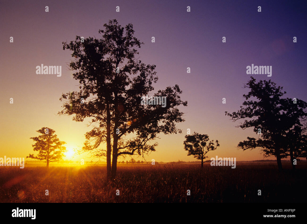 Sunrise over Tall Grass Prairie Preserve, Tolstoi, Manitoba, Canada ...