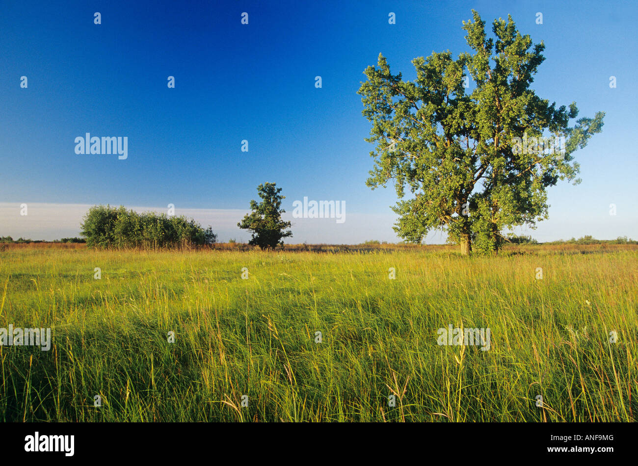 Sunrise over Tall Grass Prairie Preserve, Tolstoi, Manitoba, Canada ...