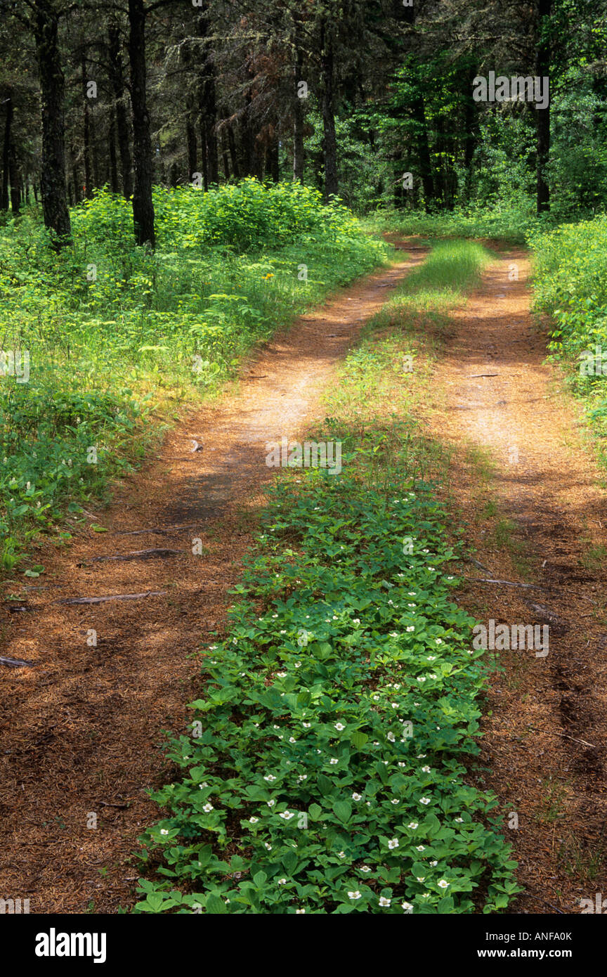 Manitoba forest road hi-res stock photography and images - Alamy