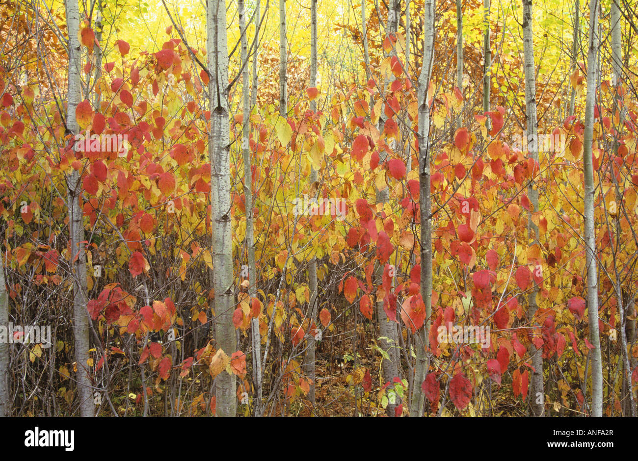 Whiteshell provincial park in autumn hi-res stock photography and ...