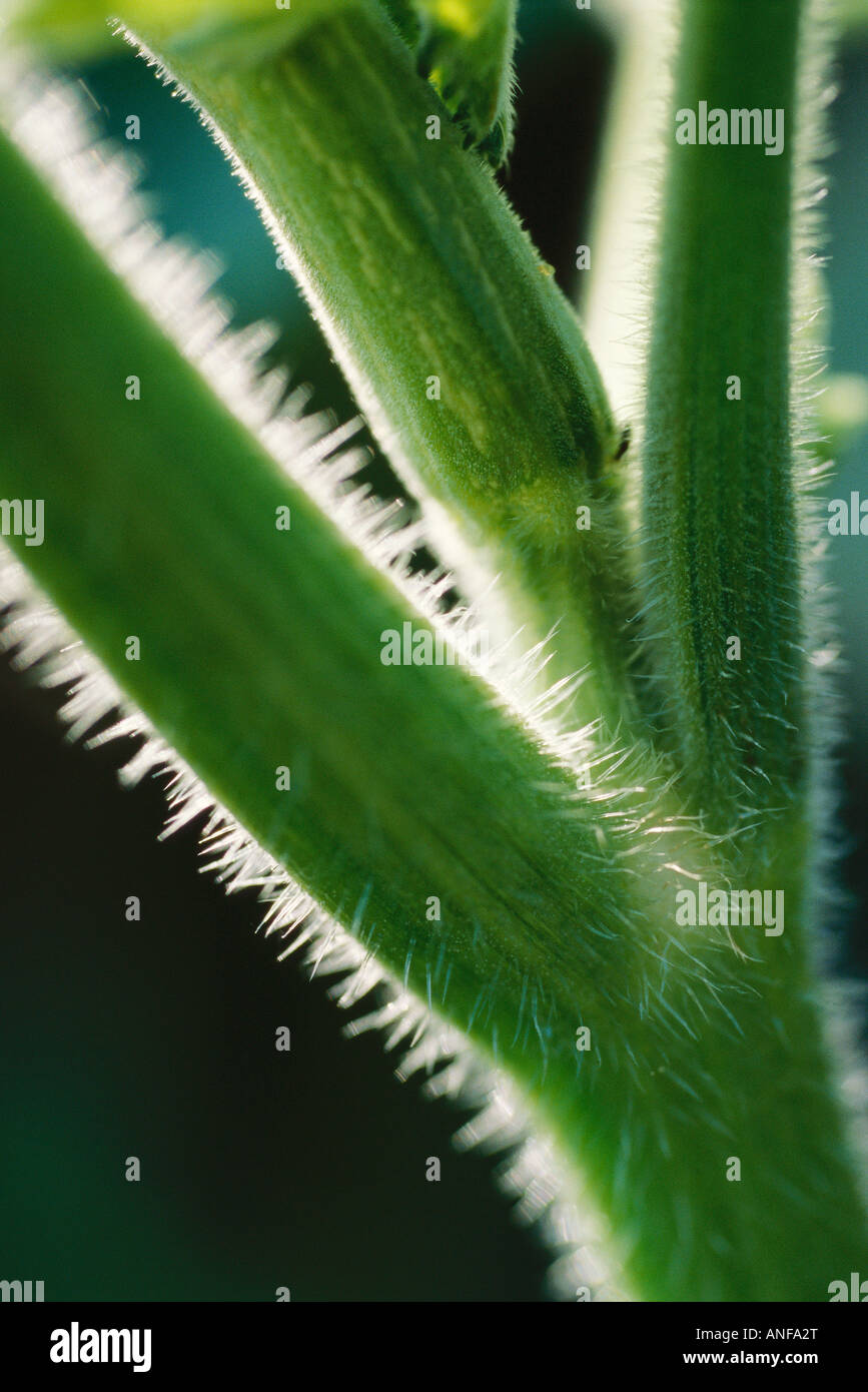 Zucchini plant, extreme close-up Stock Photo - Alamy