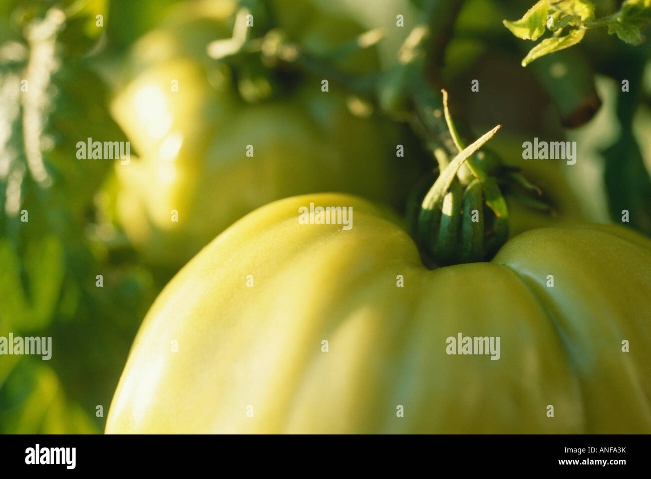 Yellow tomatoes growing in vegetable garden, extreme close-up Stock ...