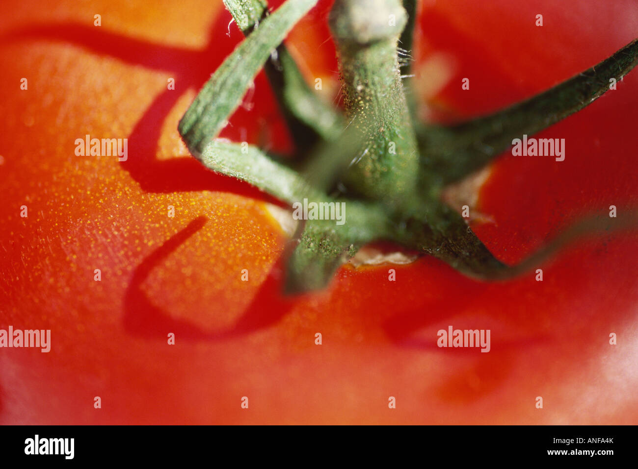 Fuzzy tomato hi-res stock photography and images - Alamy
