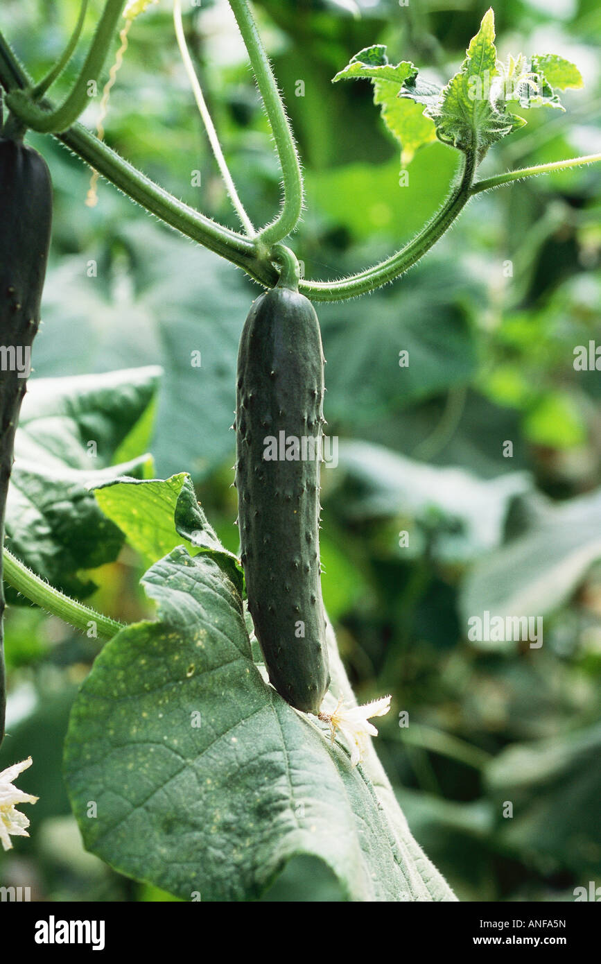Cucumber Plant Stock Photos & Cucumber Plant Stock Images - Alamy