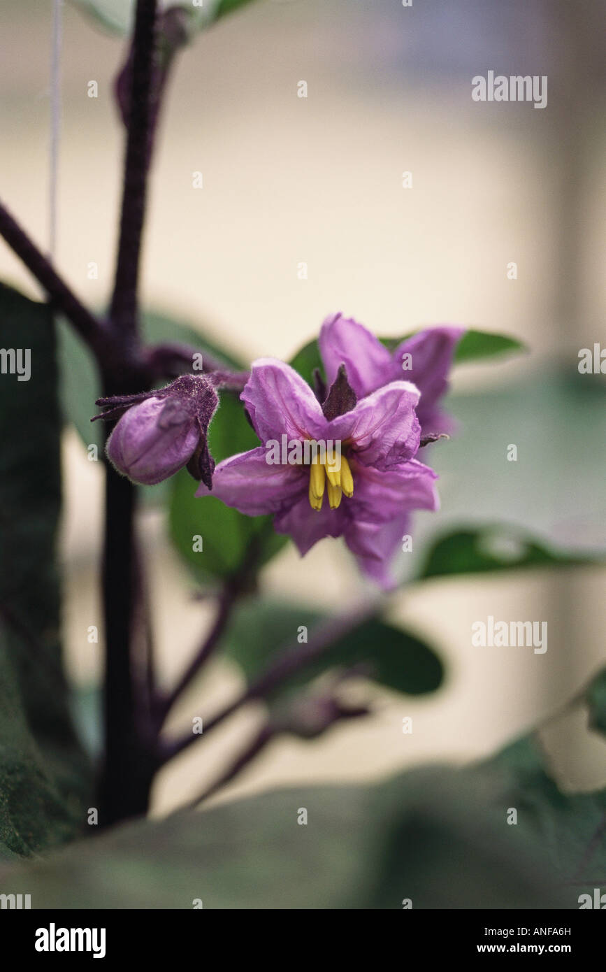 Purple flowers blooming eggplants close hi-res stock photography and ...
