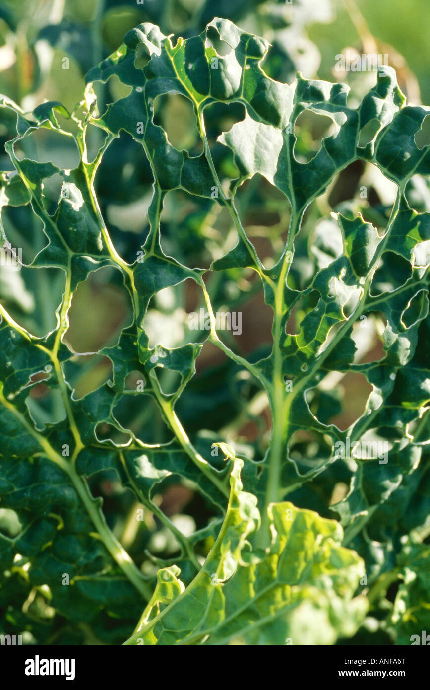 Leaf of parasite-eaten chard Stock Photo - Alamy