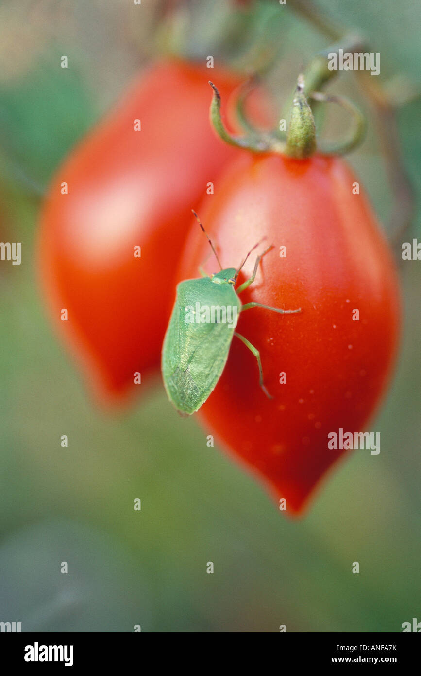 Stink bug on tomato Stock Photo - Alamy