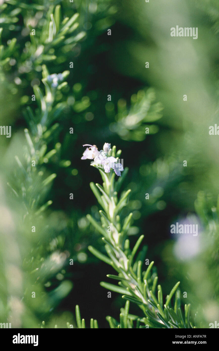 Rosemary Flower High Resolution Stock Photography and Images - Alamy
