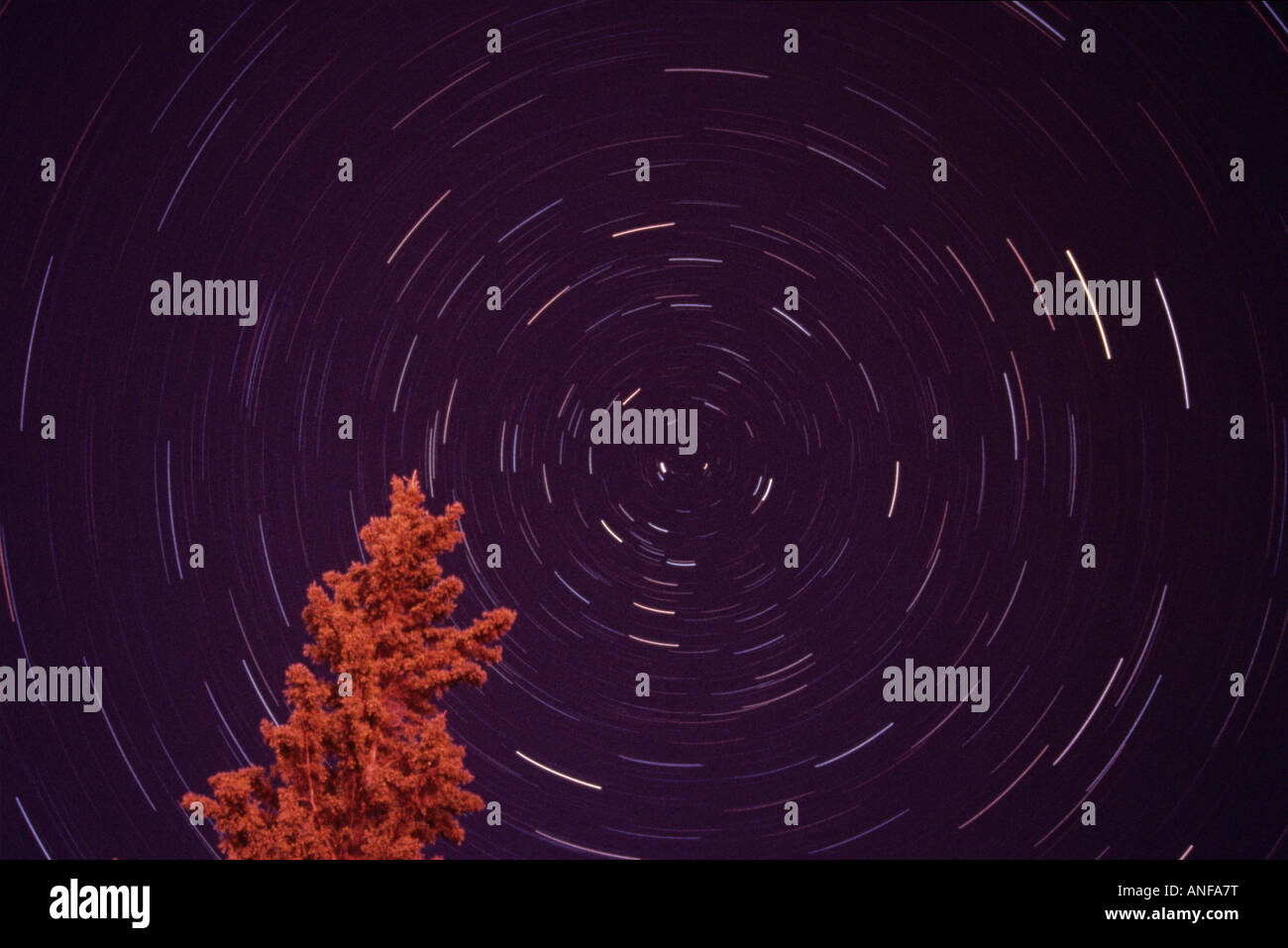 Star trails and spruce tree, Riding Mountain National Park, Manitoba ...