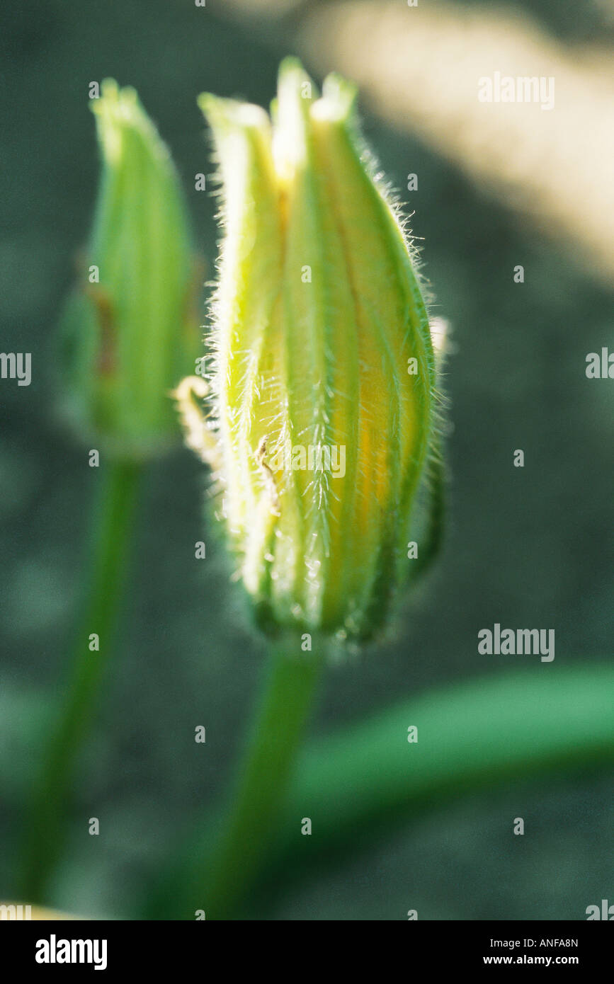 Zucchini buds hi-res stock photography and images - Alamy