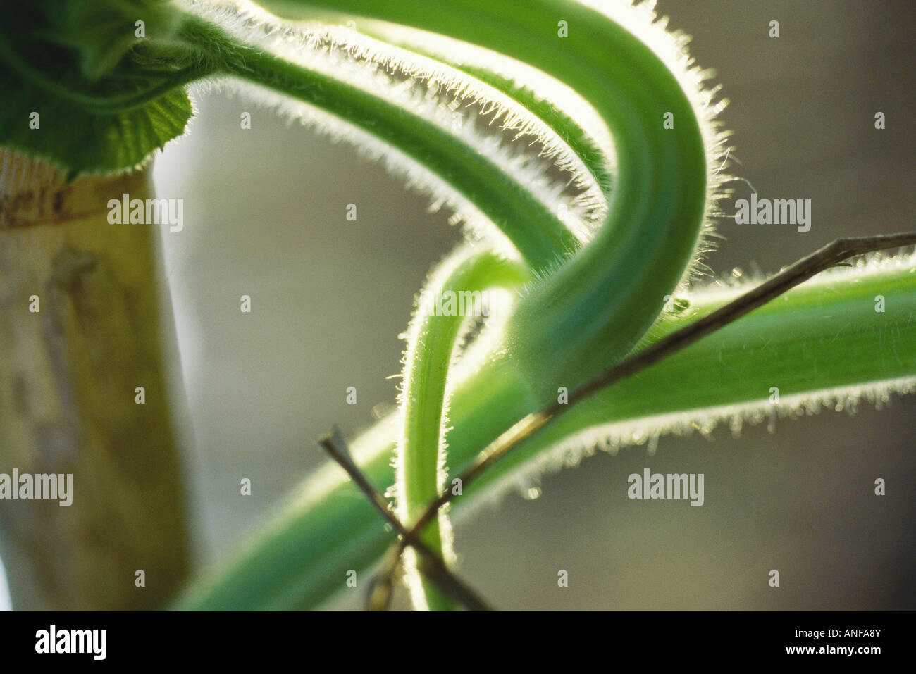 Stems of vegetable plant, extreme close-up Stock Photo - Alamy
