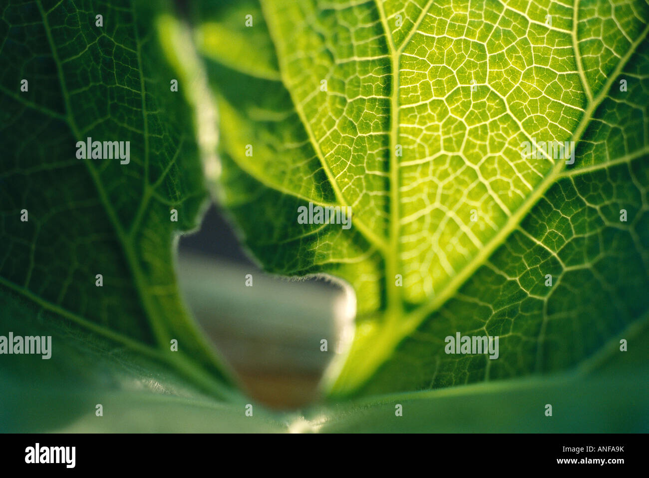 Leaf, extreme close-up Stock Photo - Alamy