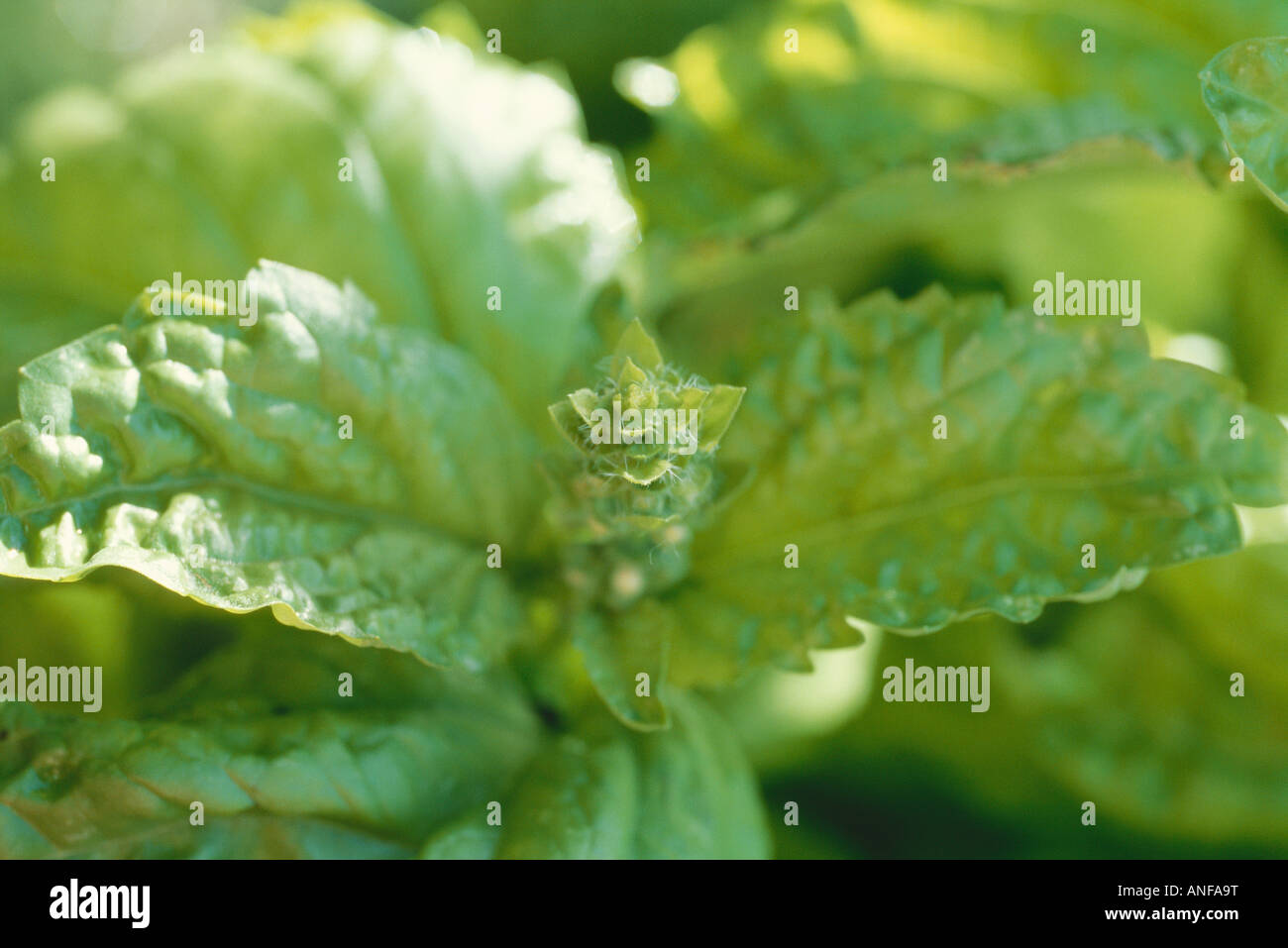 Basil Plant Images High Resolution Stock Photography and Images - Alamy