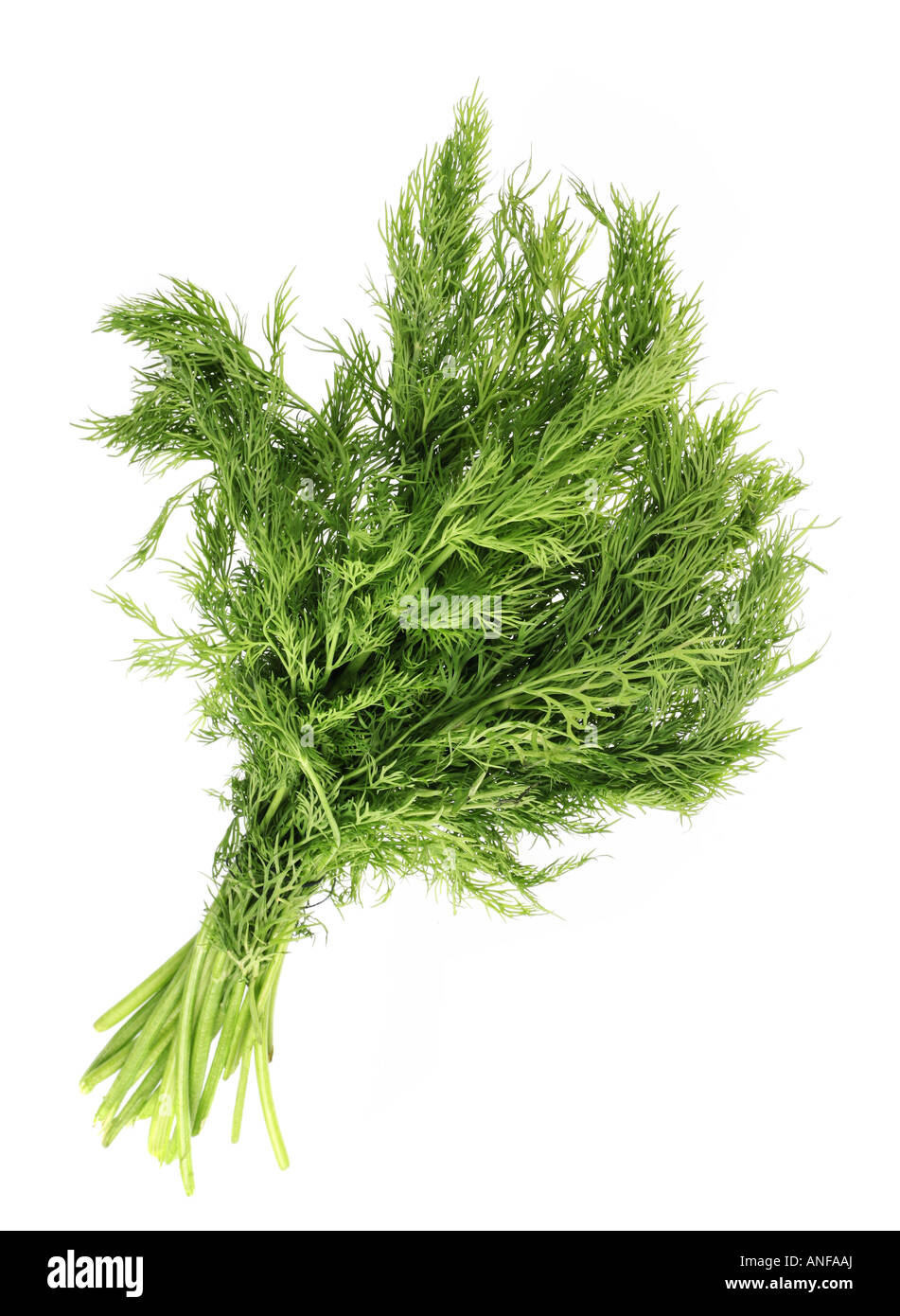 Green fennel leaf isolated on white background Stock Photo - Alamy