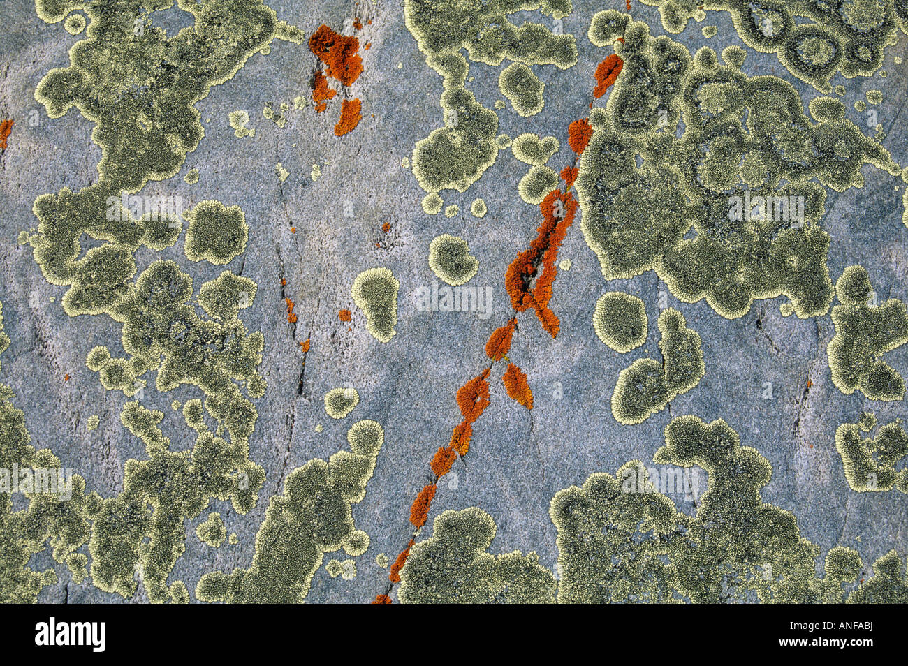 Crustone lichens on rock, Churchill, Manitoba, Canada Stock Photo - Alamy