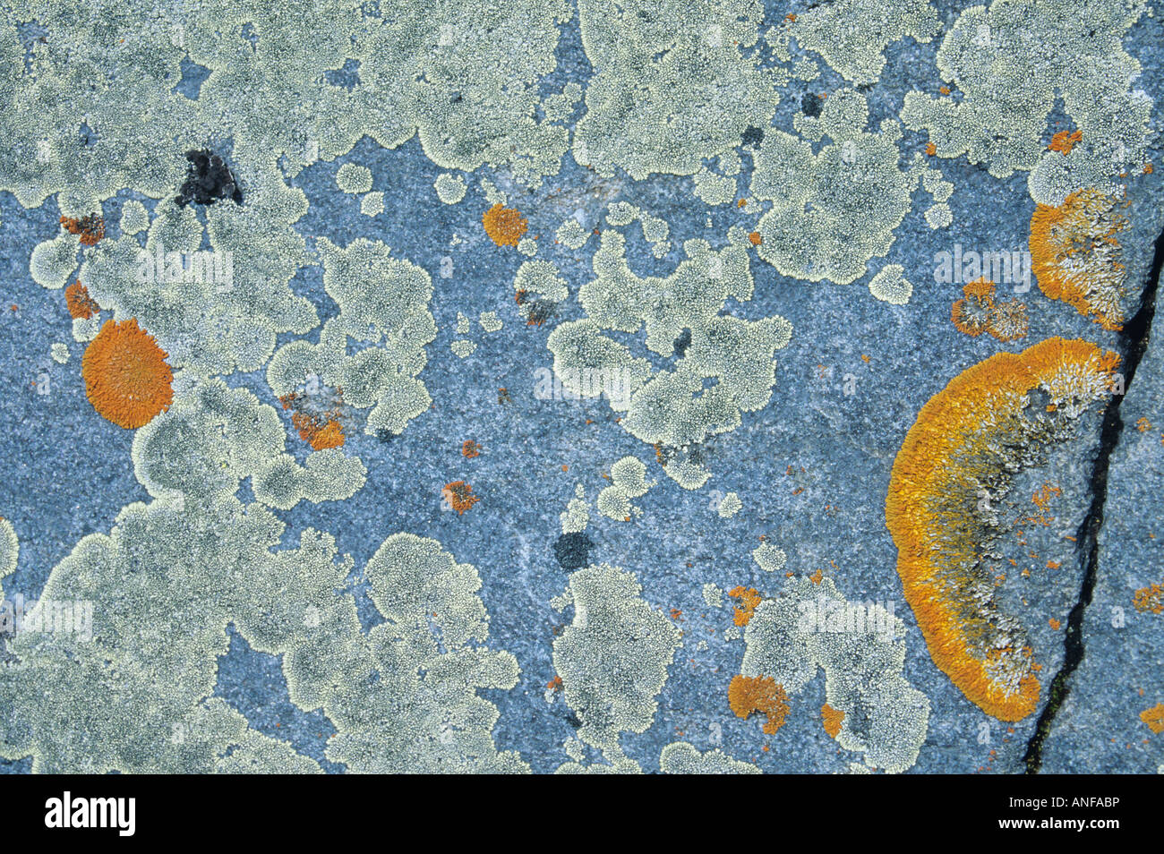 Crustone lichens on rock, Churchill, Manitoba, Canada Stock Photo - Alamy