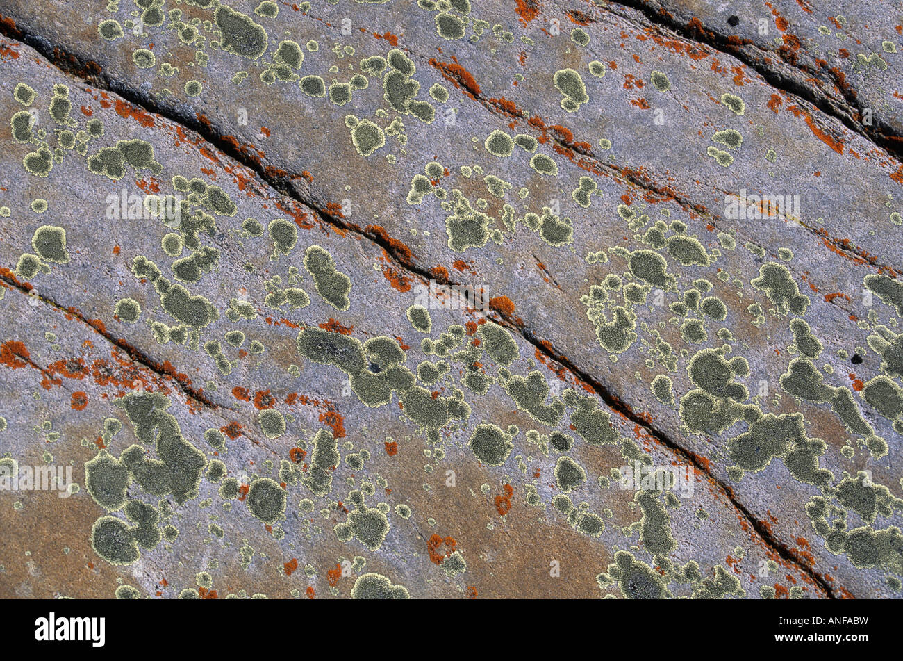 Crustone lichens on rock, Churchill, Manitoba, Canada Stock Photo - Alamy