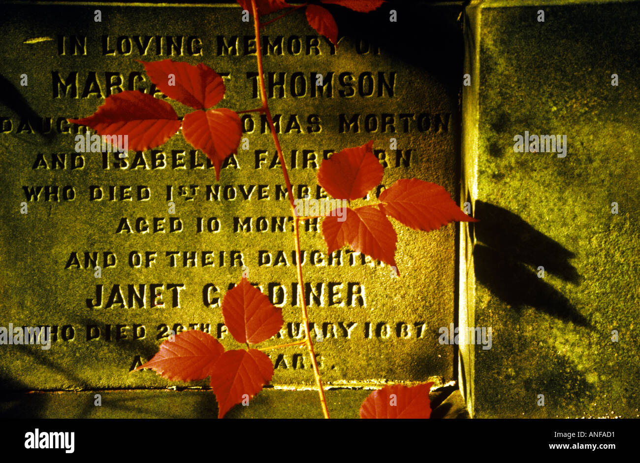 A colour Infra red image of a grave stone with a Bramble bush Stock ...