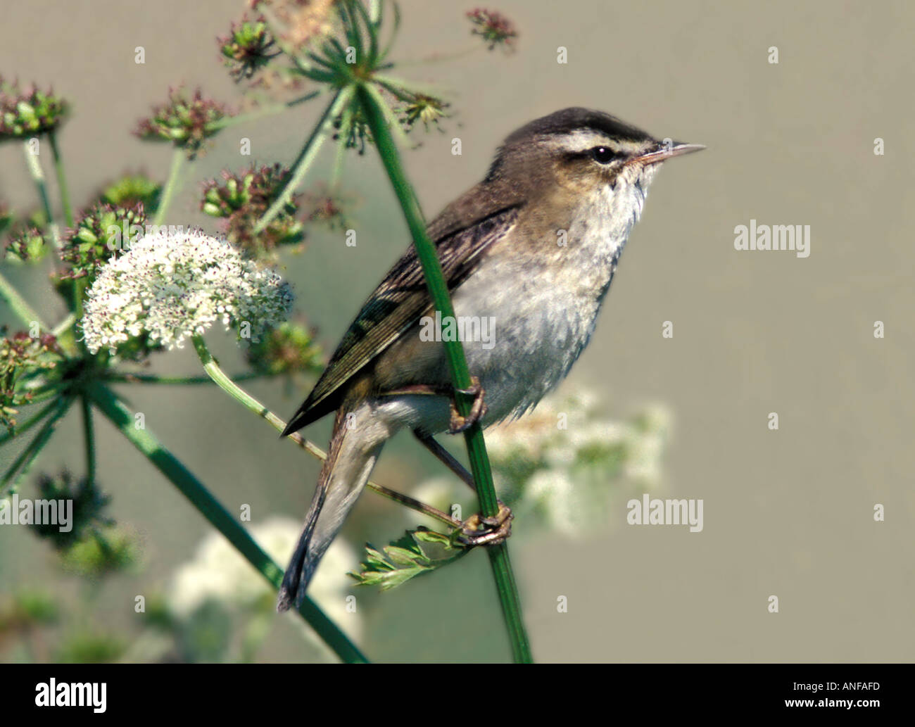 british english wirral reserve sedge warbler red rocks sedge warbler ...