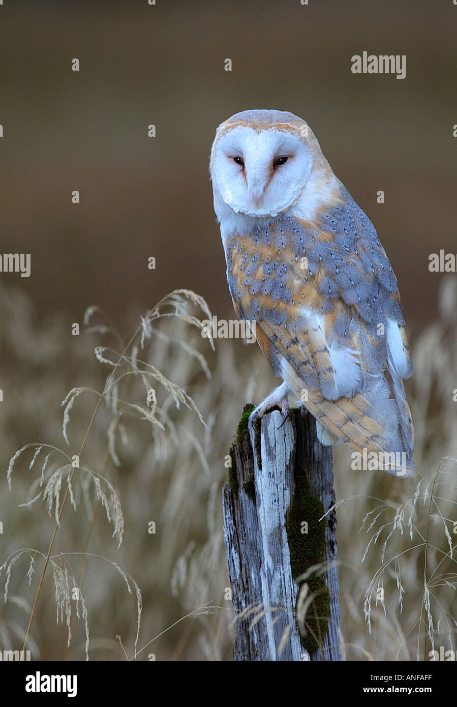 Scottish barn owl hi-res stock photography and images - Alamy