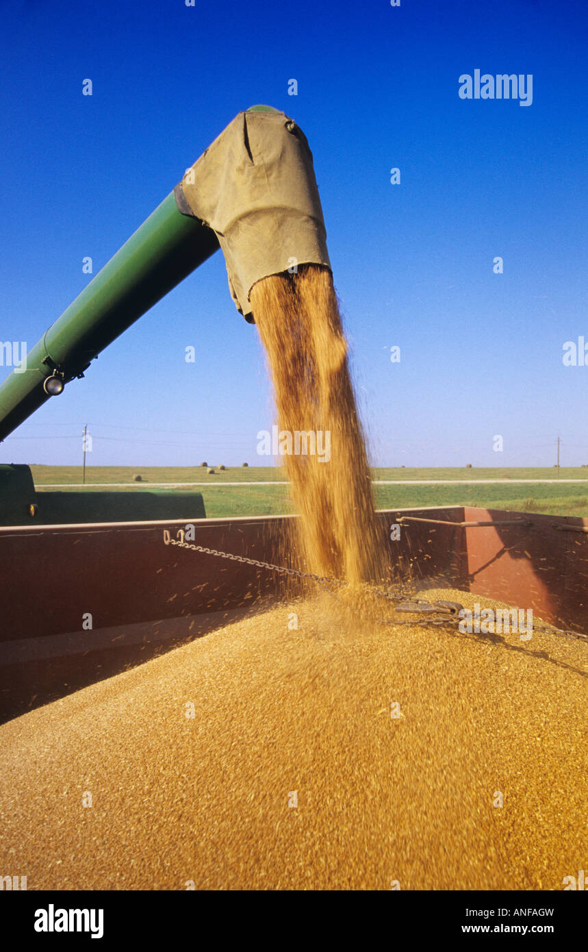 Canada western red spring wheat hi-res stock photography and images - Alamy