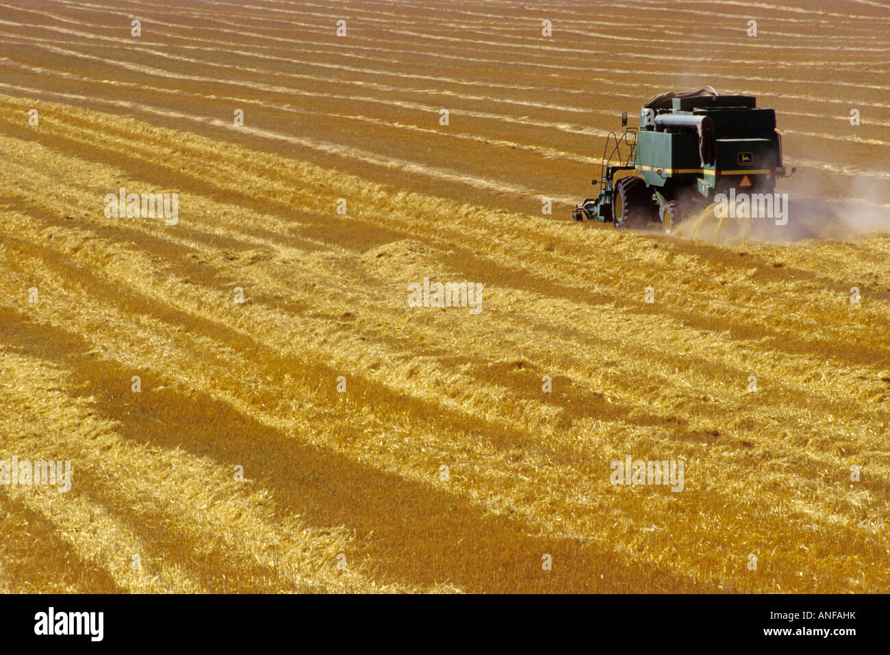 Harvesting Western Red Spring Wheat, Manitoba, Canada Stock Photo - Alamy