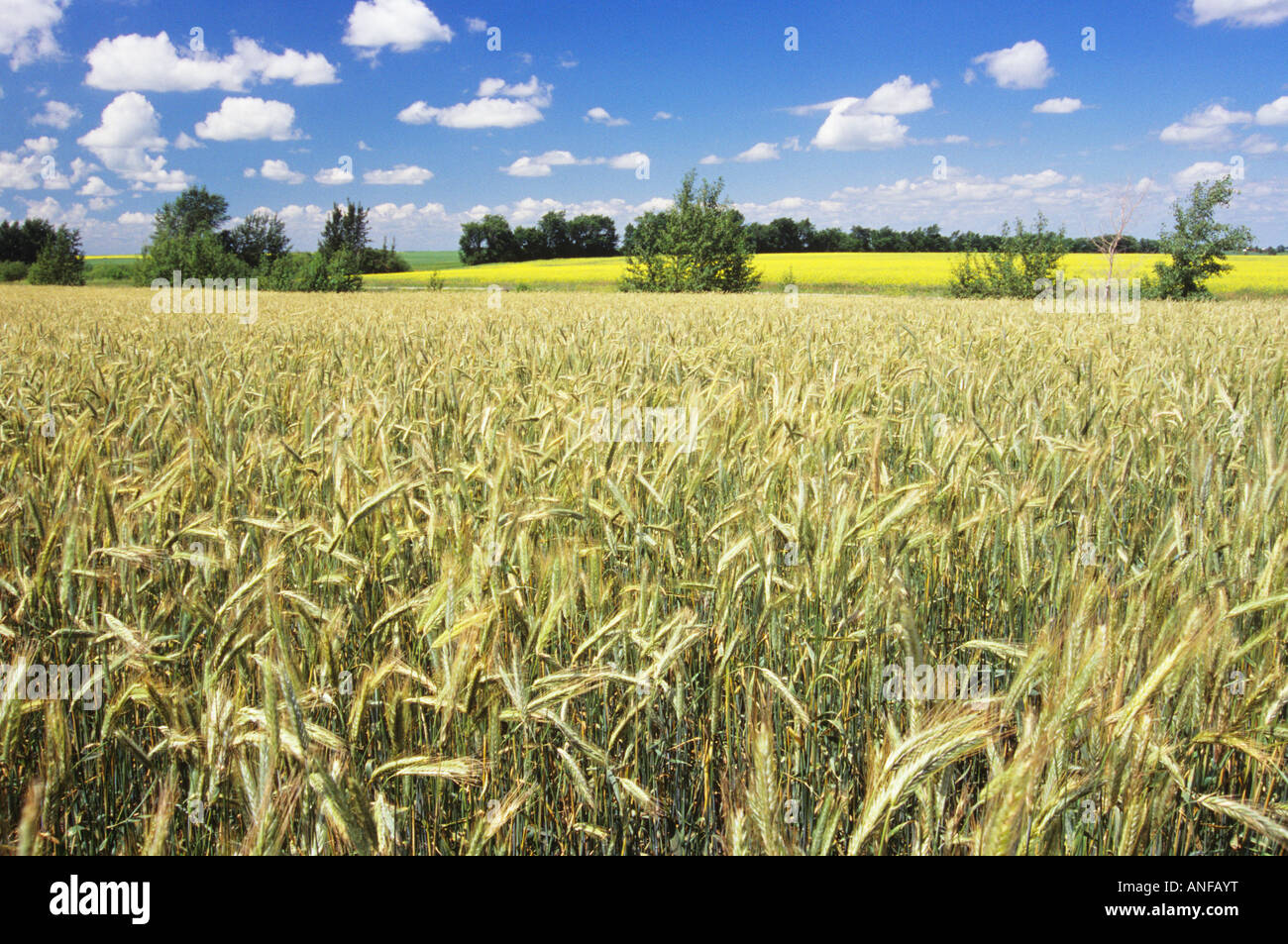 Rye fields america hi-res stock photography and images - Alamy