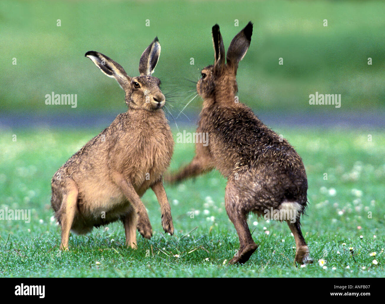 british english landican cemetery wirral brown hares Stock Photo - Alamy